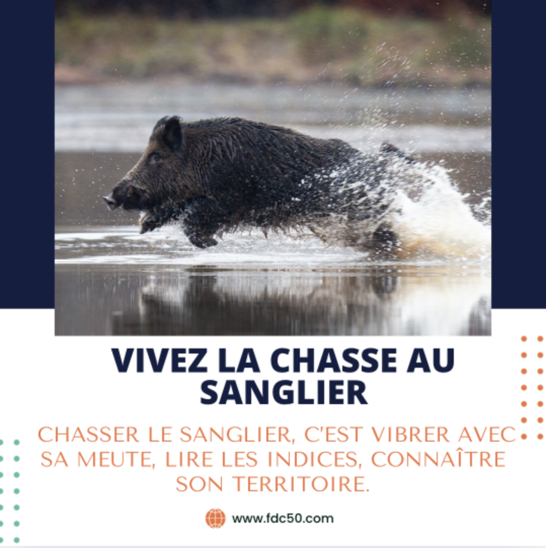 🐗 Chasse du sanglier : passion et responsabilité - FDC 50