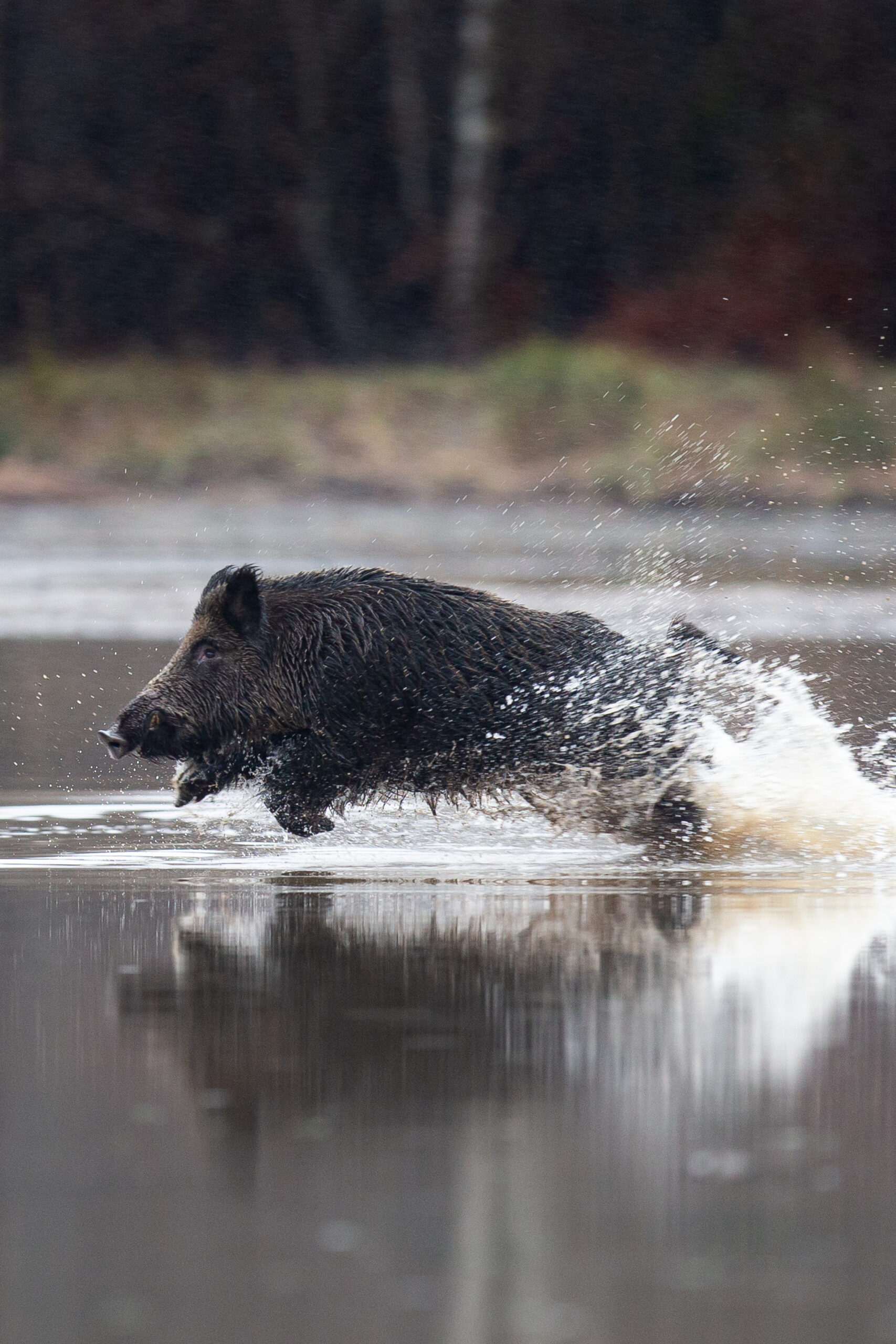 🐗 Chasse du sanglier : passion et responsabilité - FDC 50